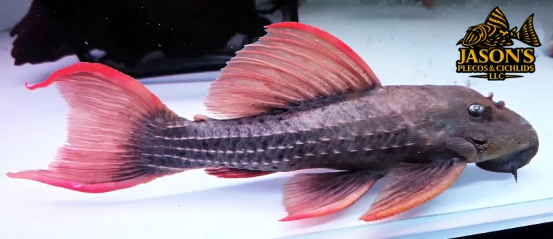 L024 Red Fin Cactus Pleco For Sale Online (Pseudacanthicus pitanga)
