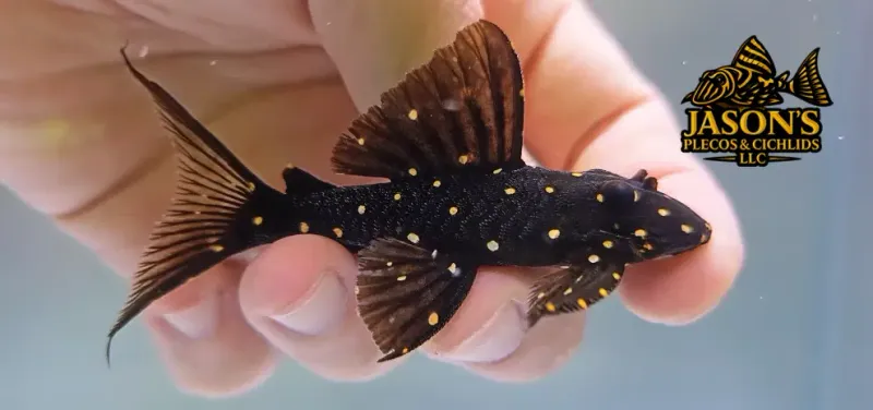 LDA031 Mustard Spot Pleco For Sale Online (Panaqolus albomaculatus)