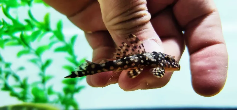 L048 Golden Cloud Pleco For Sale Online (Scobinancistrus pariolispos)