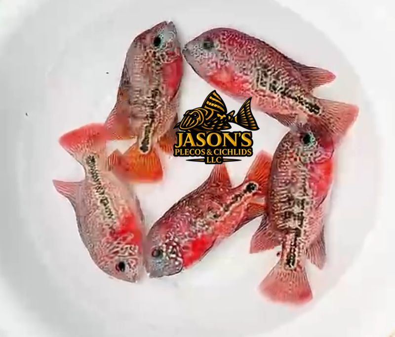 Red Guttulatus Cichlid For Sale Online