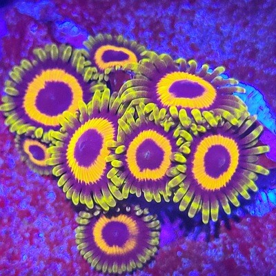 Must have Zoas for any collector | Reef2Reef