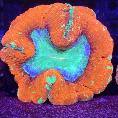 Indo Wellsophyllia - Super bright!!! | Reef2Reef