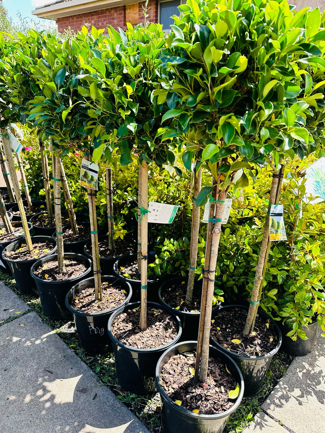 Ficus Flash Standard 250mm 1.2M Tall