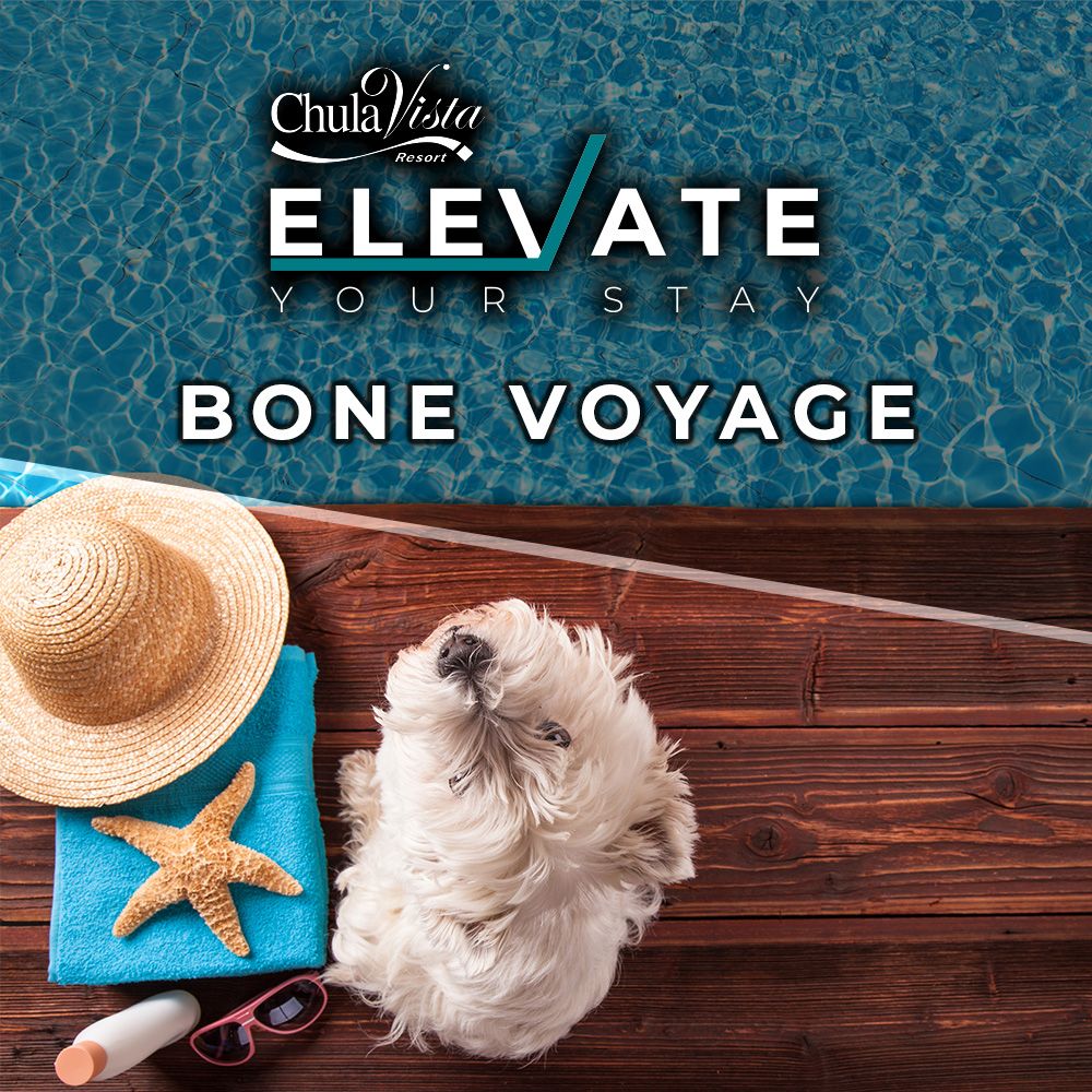 🐶 Bone Voyage- Your Pup's Dream Vacation
