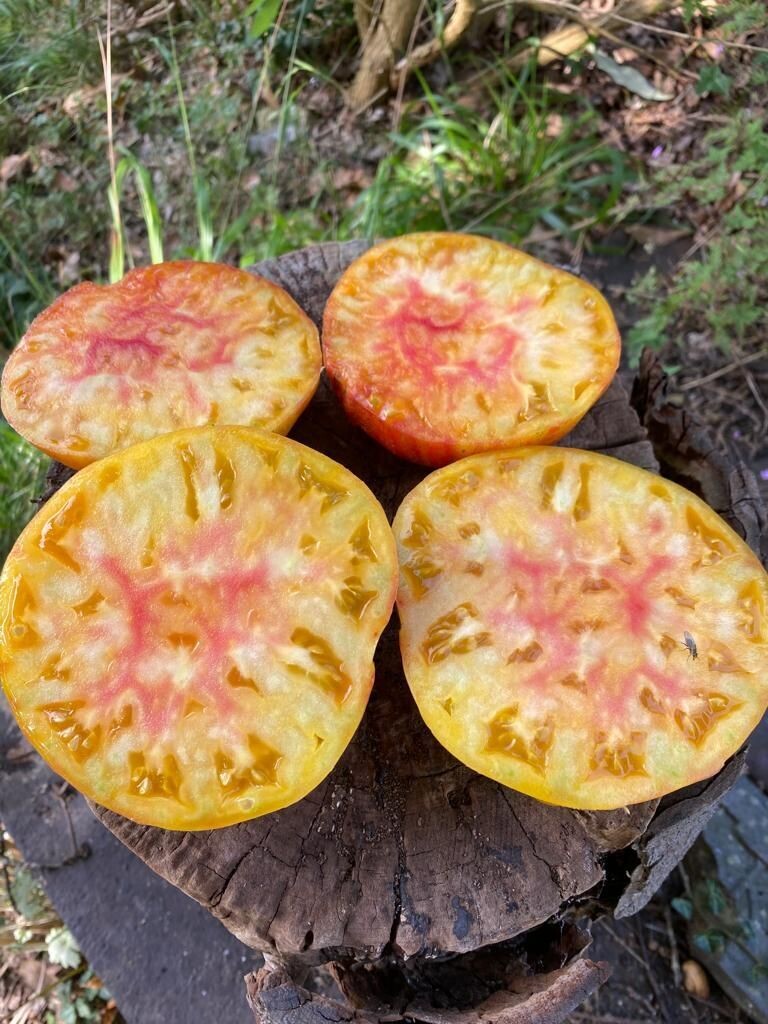 STELLATO DI BELLINZONA