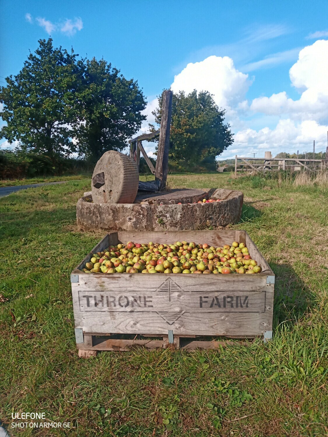 Perry Pear juice - Store - Throne Farm