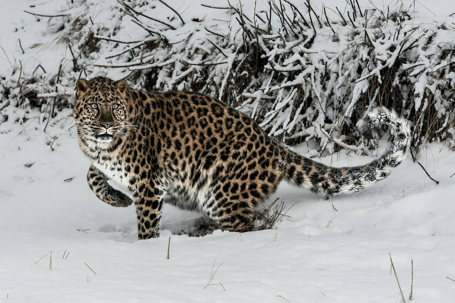 Amur Leopard