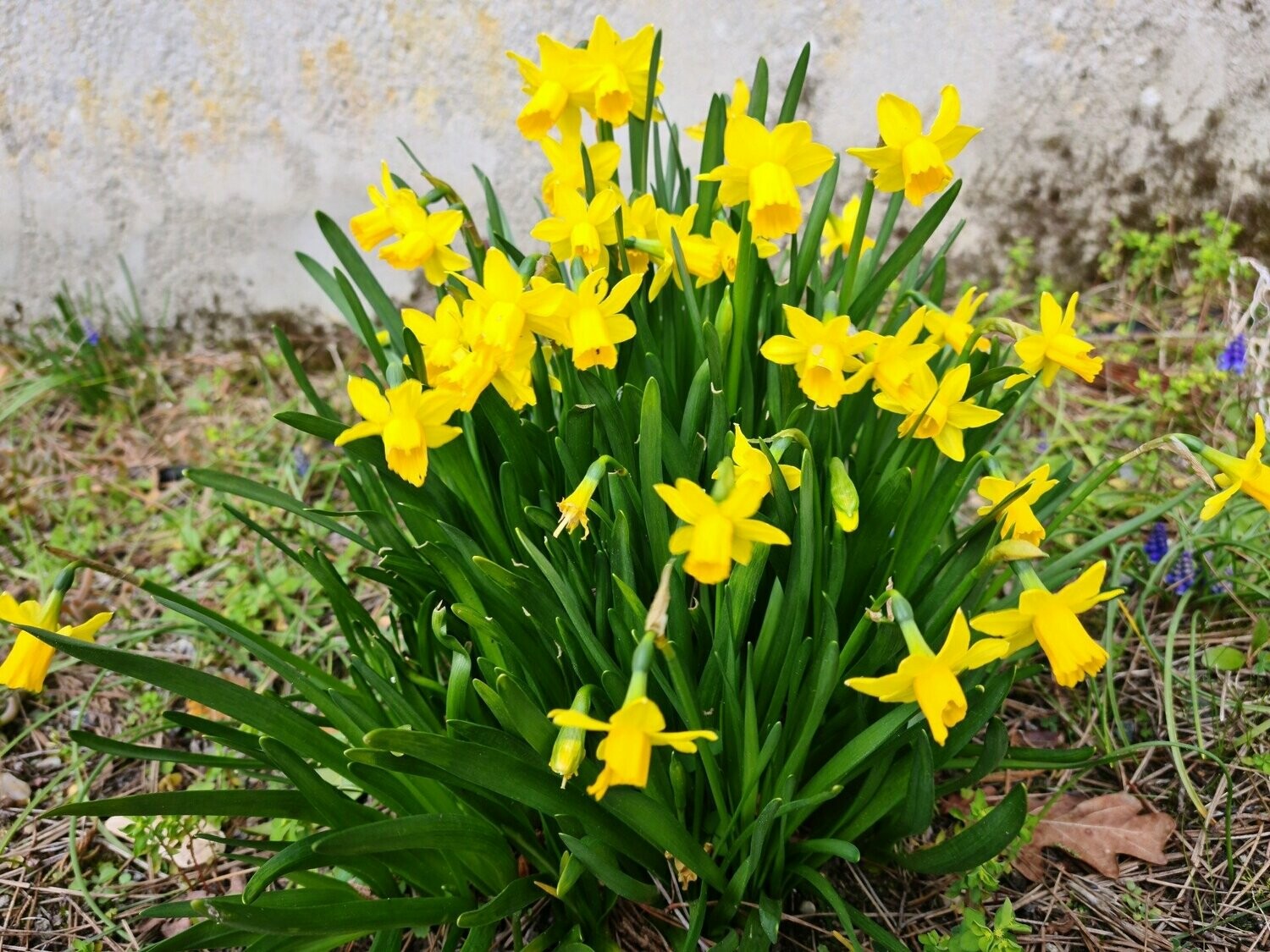 Composition de Narcisses