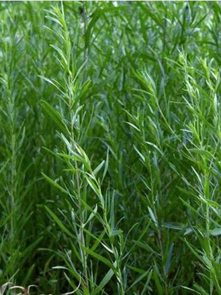 Plant de ESTRAGON BIO"Français"
