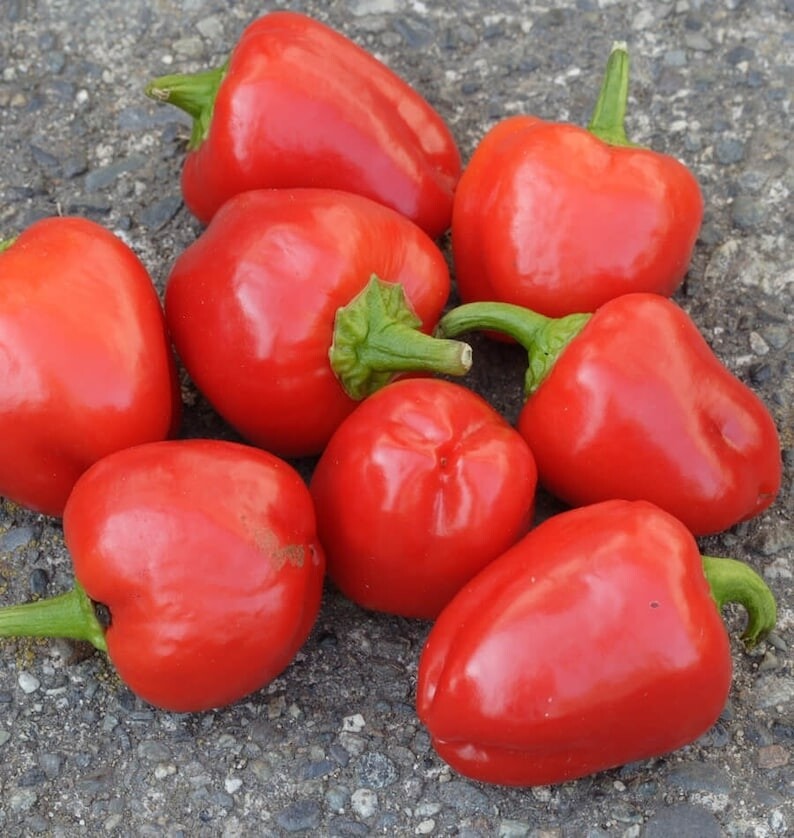 Plant de POIVRON "Mini red bell"