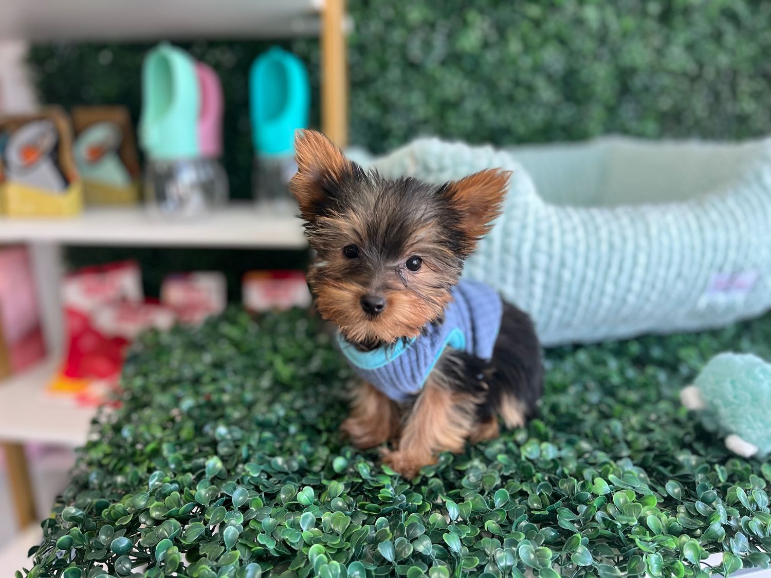 Toy Poodle Female Ref #0440 8 weeks old