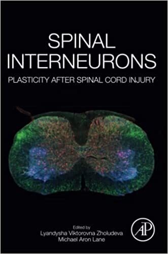 Spinal Interneurons: Plasticity after Spinal Cord Injury