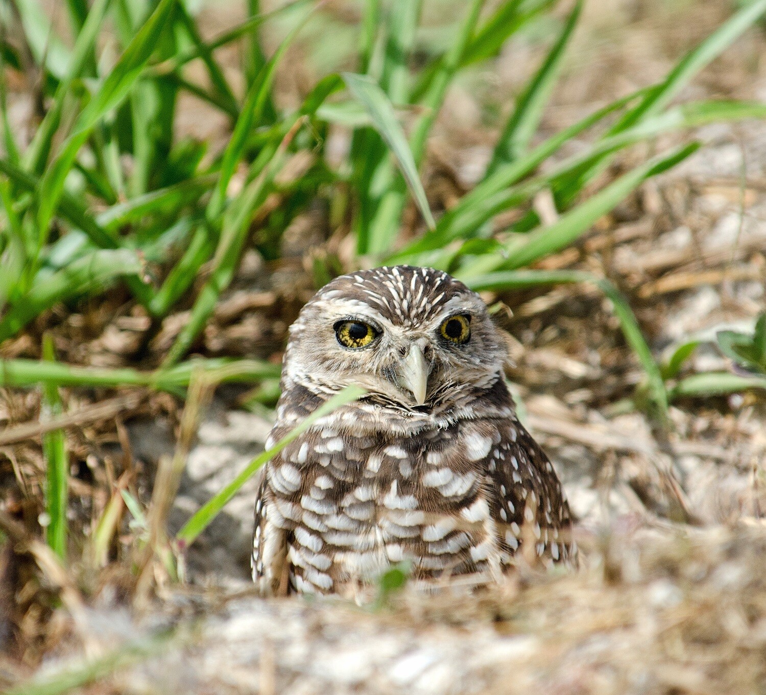 Gopher Tortoise or Burrowing Owl Survey for Permitting