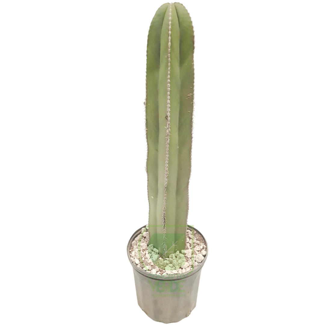 Cactus Órgano