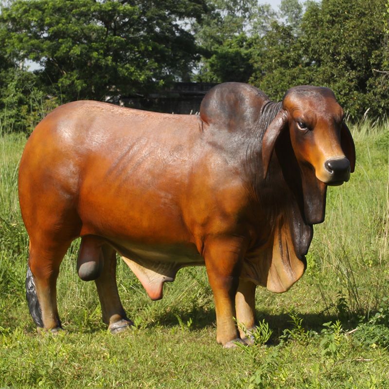 Brahman Bull Brown