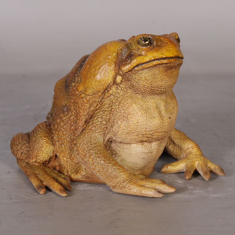 Cane Toad