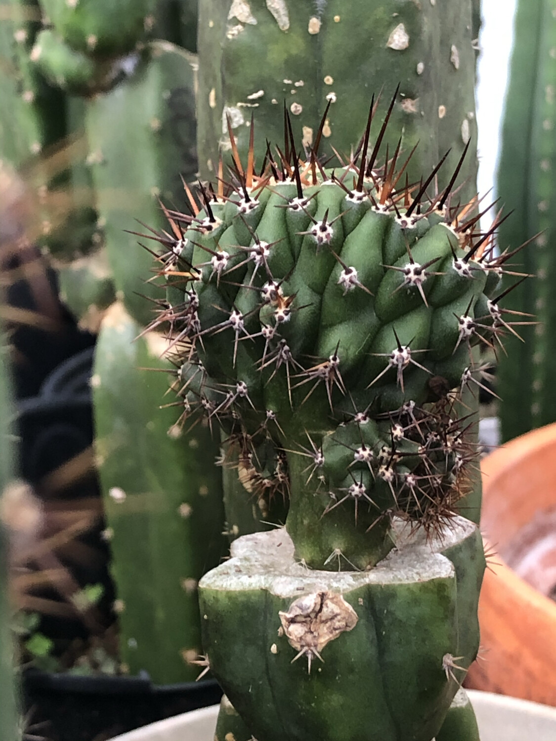 Grafted Mutants And Mutant Cuttings