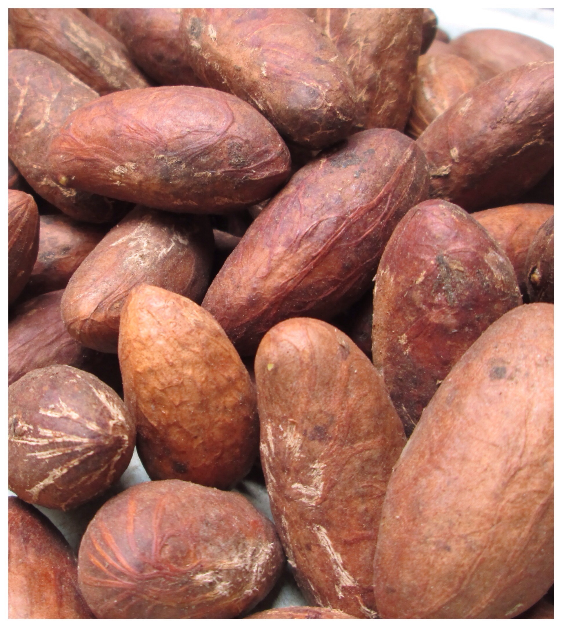 Fresh Orogbo - Bitter Kola for Sale