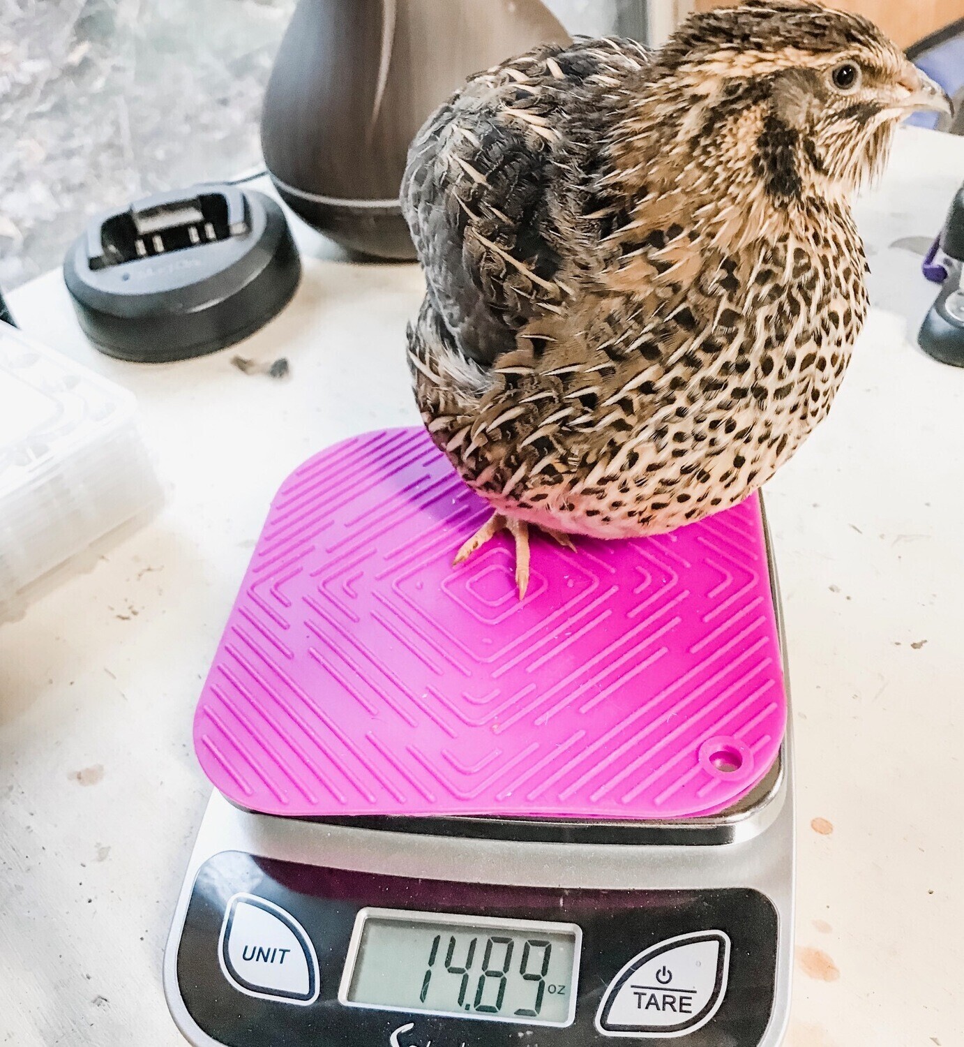 Blue Ridge Jumbo Quail "Teenagers" (Sexed FEMALES) - Farm Store - Sadie ...