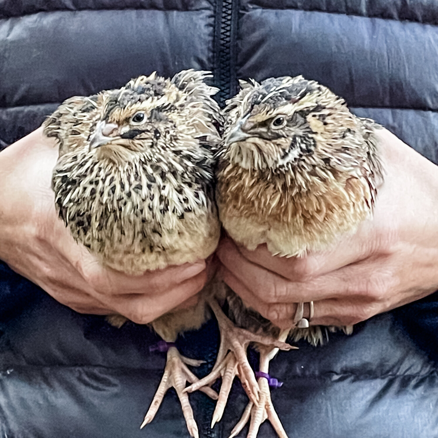 Blue Ridge Jumbo Quail "Teenagers" (UNSEXED) - Farm Store - Sadie-Girl Farm