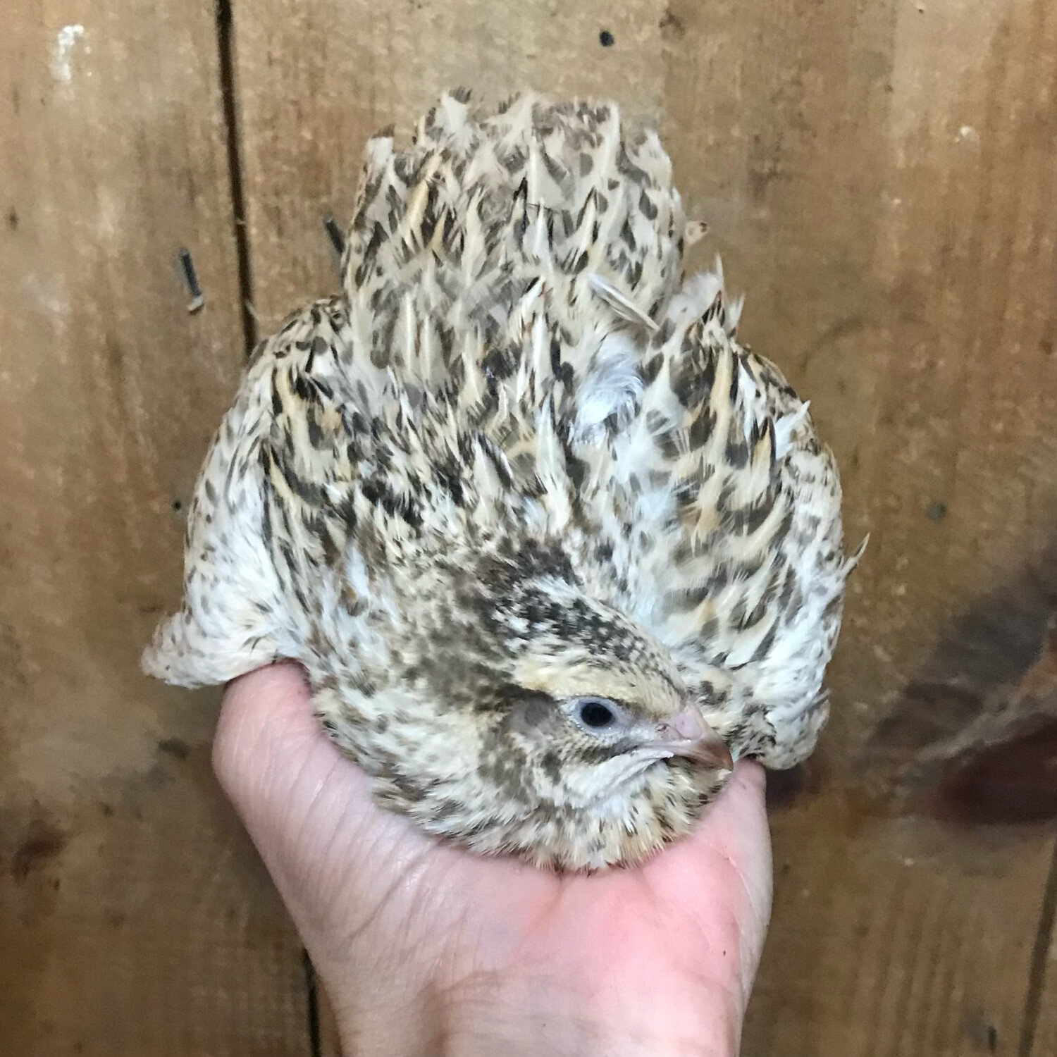 Celadon Quail- Blue Egg Layers (unsexed teenagers) - Farm Store - Sadie ...