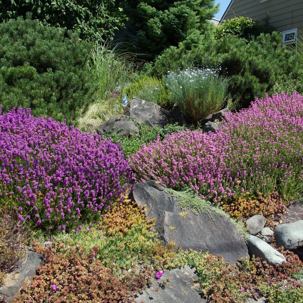Drought Tolerant Perennials Class 7929