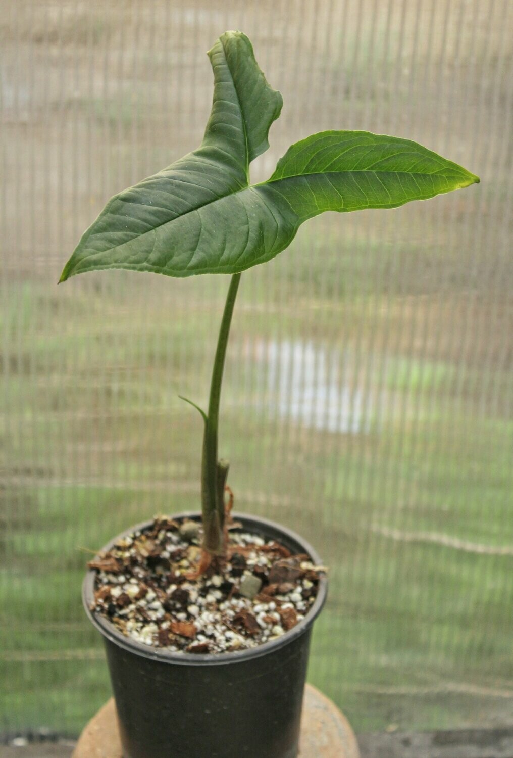 Chlorospatha atropurpurea