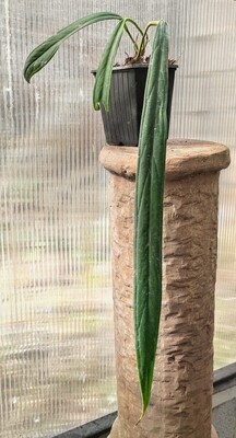 Plantas tropicales | Rincón de la Victoria | Tropic Plants