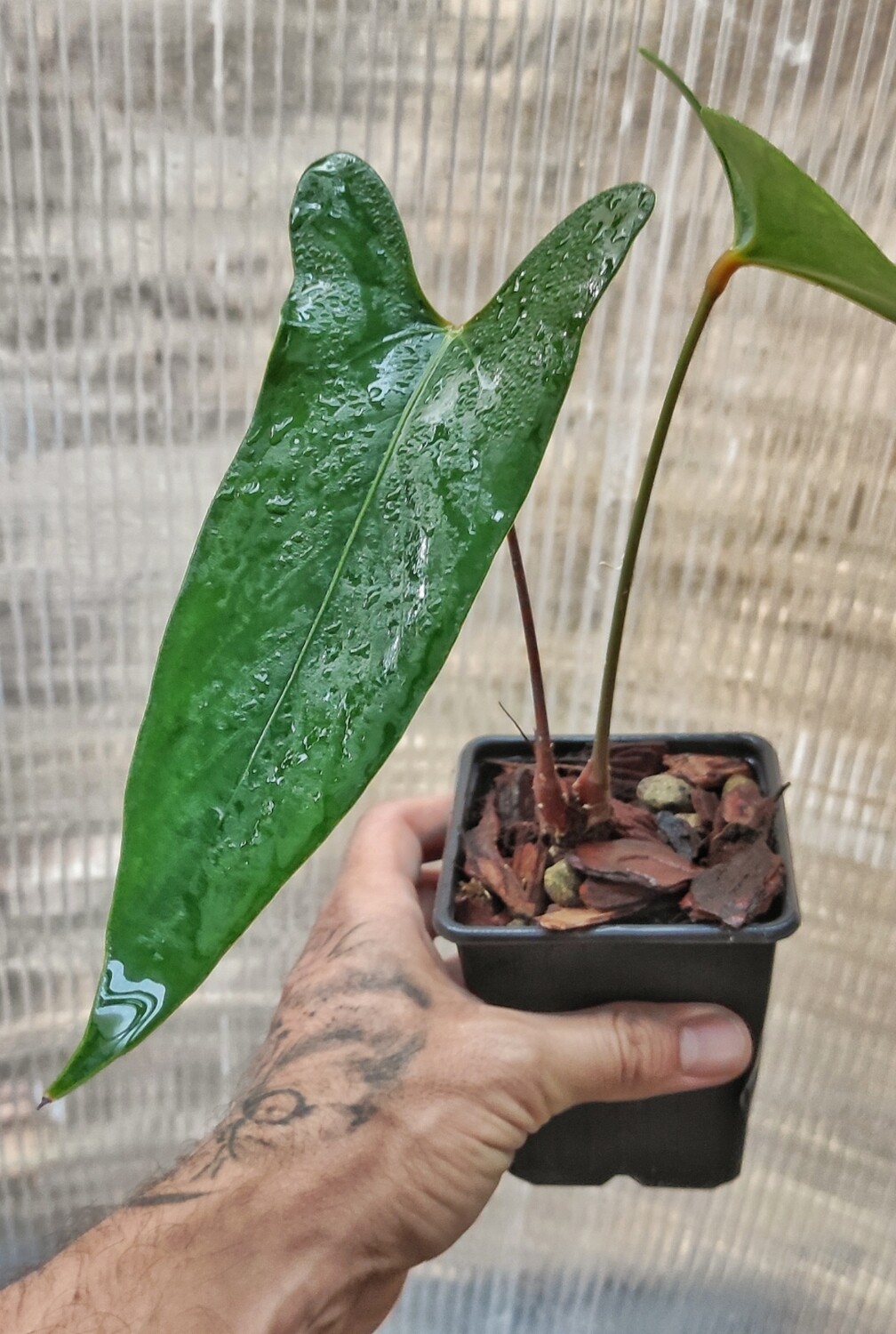 Anthurium sp napo