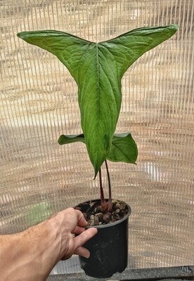 Plantas tropicales | Rincón de la Victoria | Tropic Plants