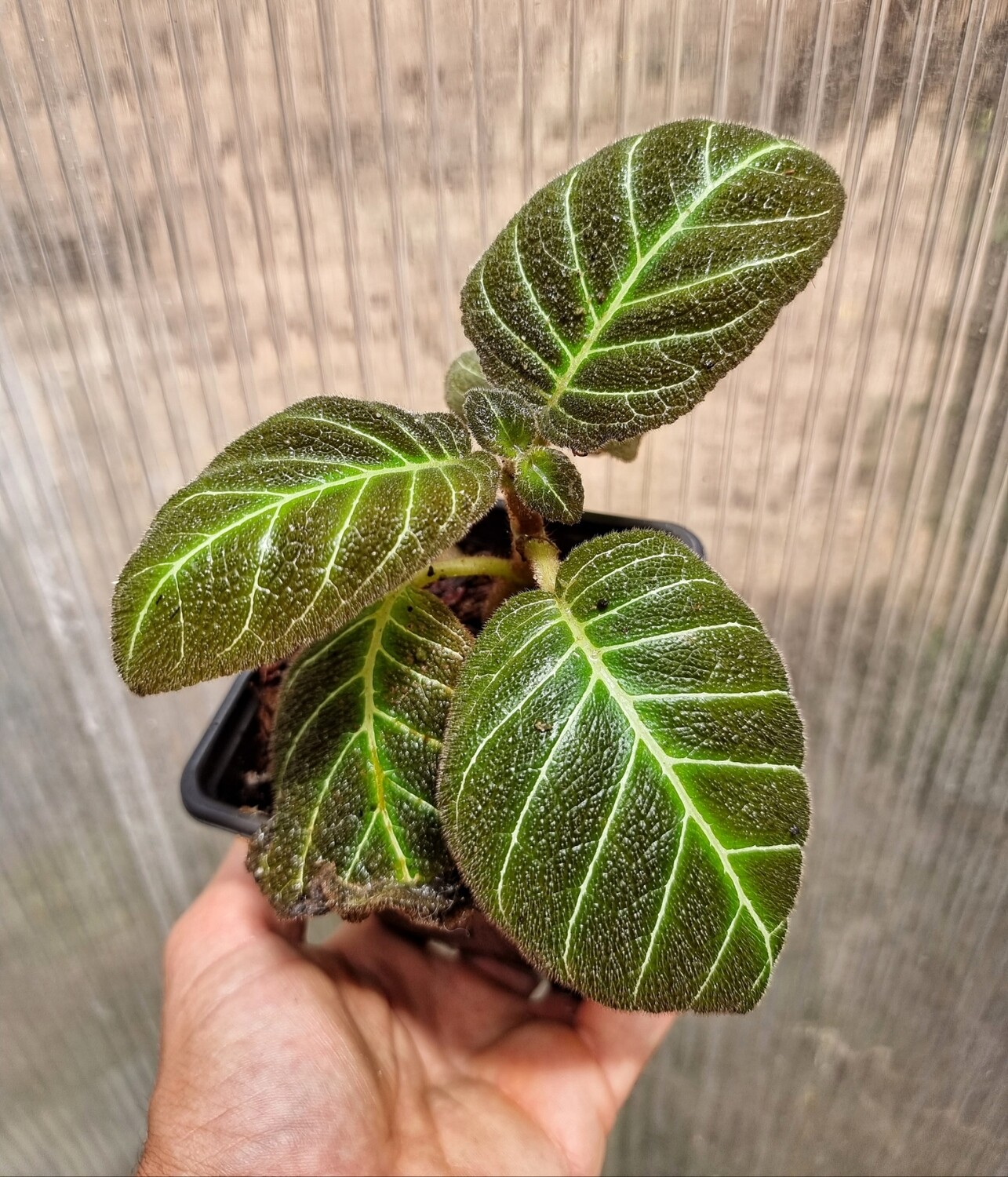 Pearcea hypocyrtiflora