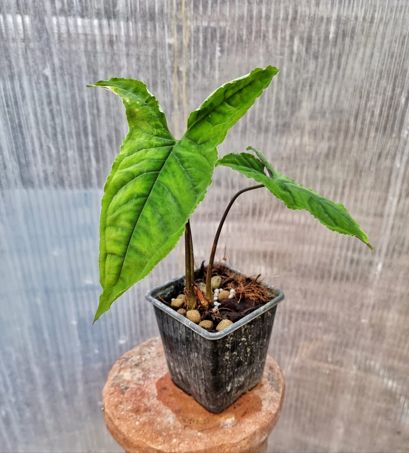 Chlorospatha atropurpurea