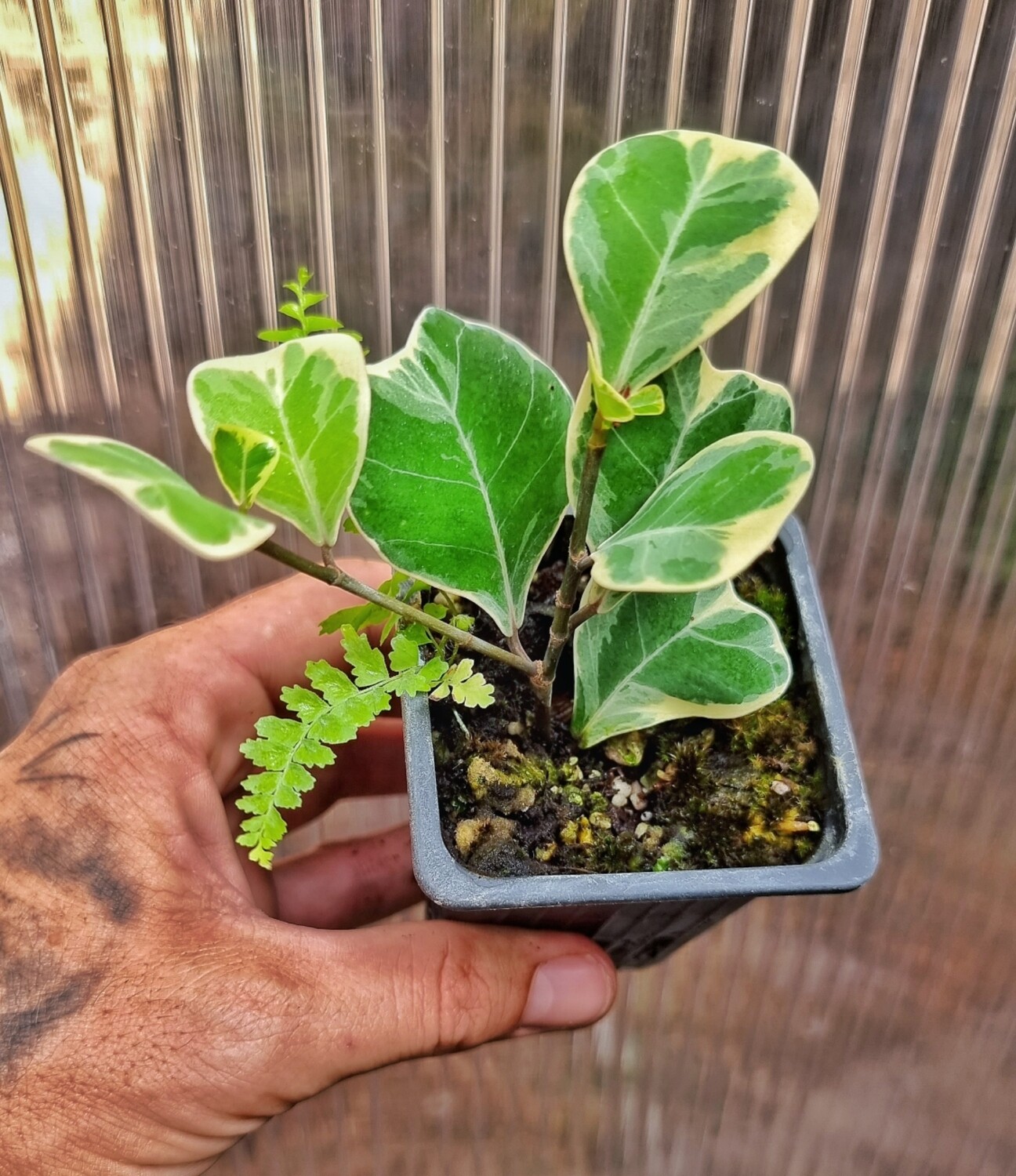 ficus triangularis variegated