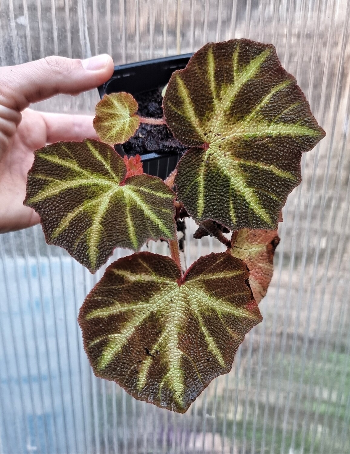 Begonia solimutata