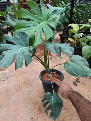 Bhoomi Garden Centre