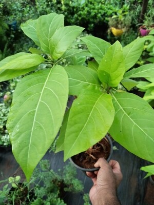 Bhoomi Garden Centre