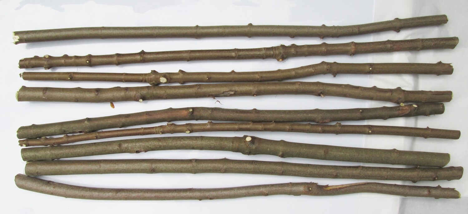 10 x 118cm 4ft THICK Long Straight Natural Sycamore Wood Branches ...