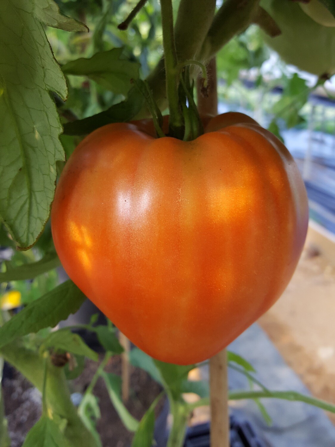 Heart Shaped Tomatoes