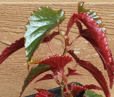 Begonia - Arabian Sunset