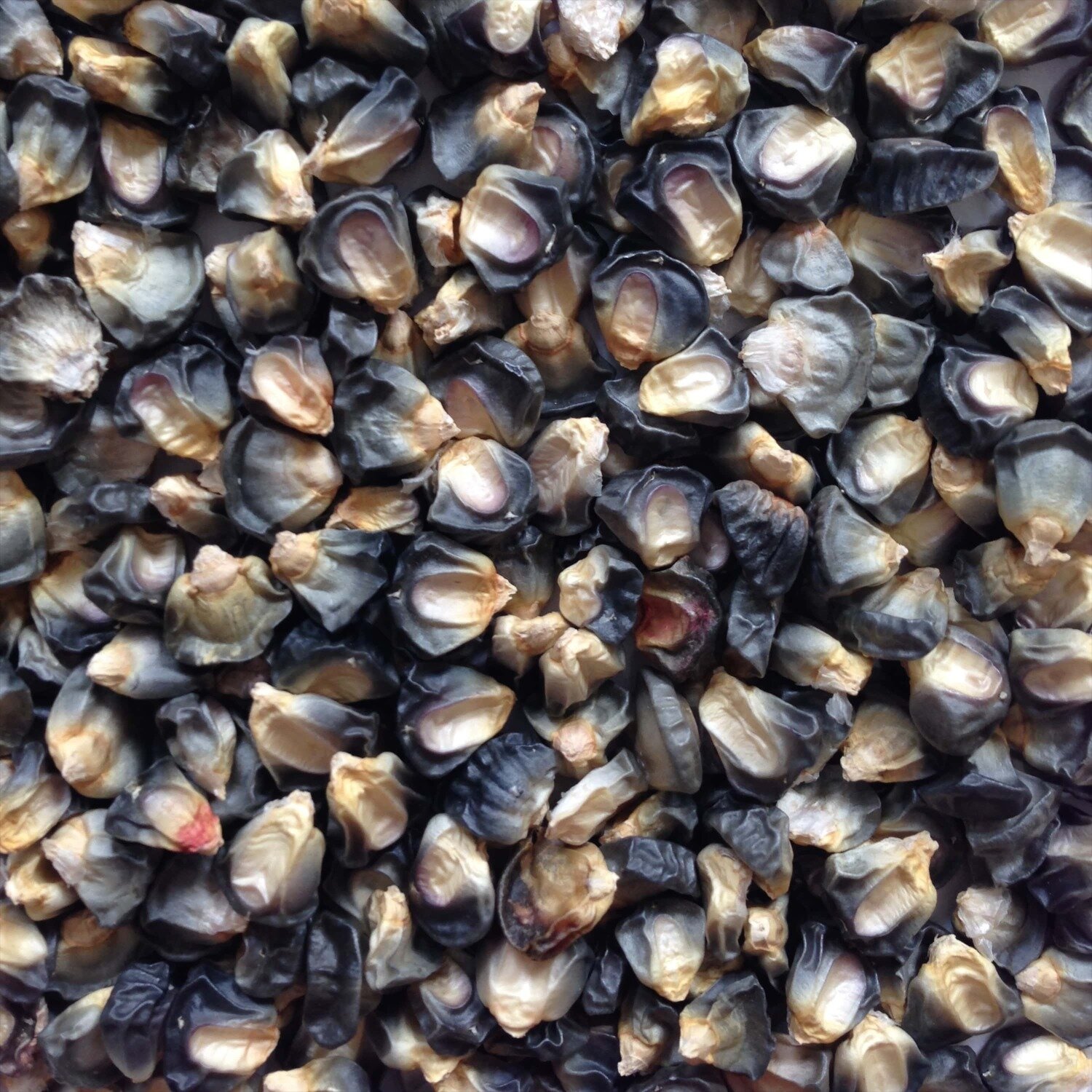 Blue Jade Corn Seeds - Wayland Farms - Wayland Chiles