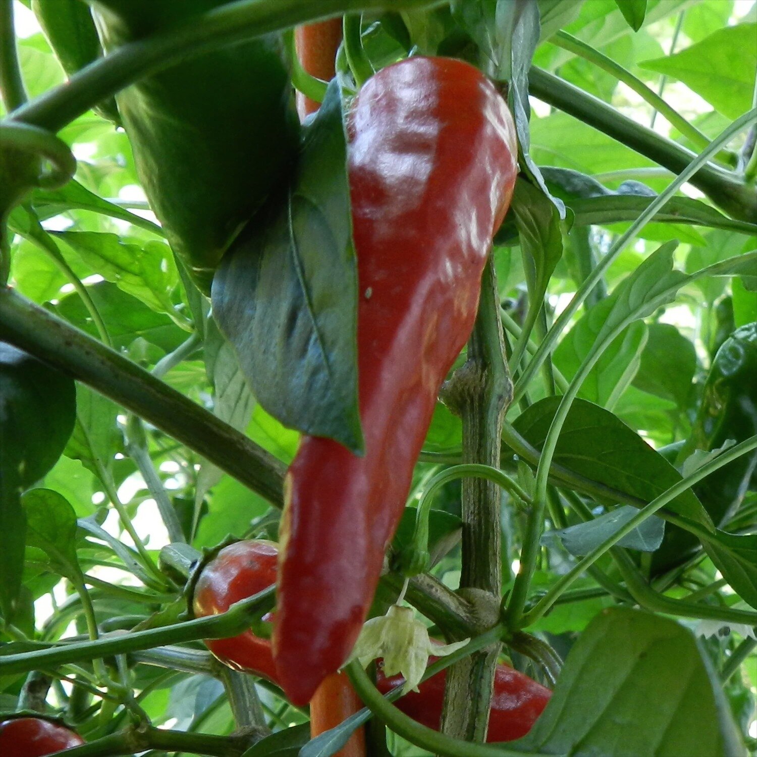 Marconi Red Heirloom Pepper Seeds - Wayland Farms - Wayland Chiles