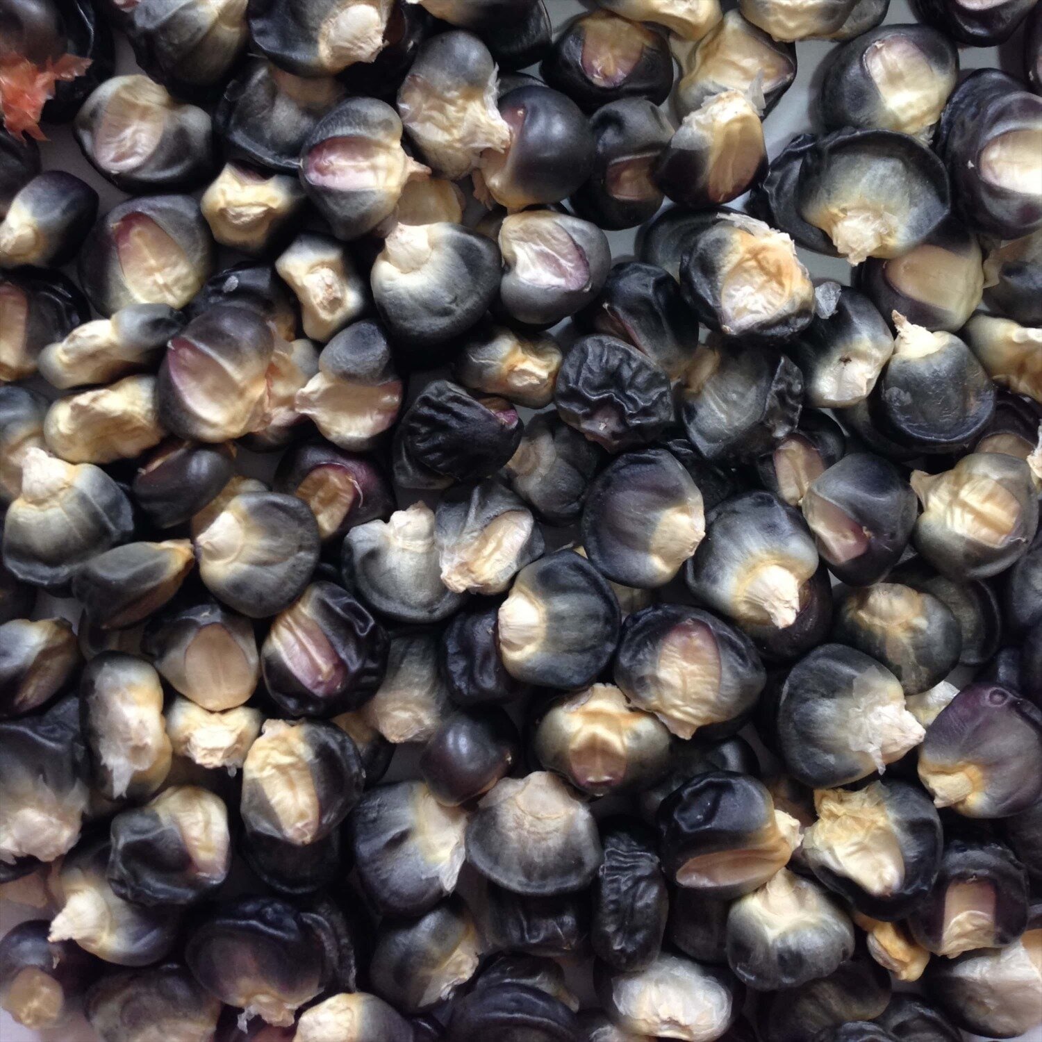 Hopi Blue Corn