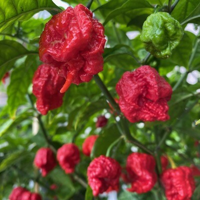 Wayland Farms - Wayland Chiles