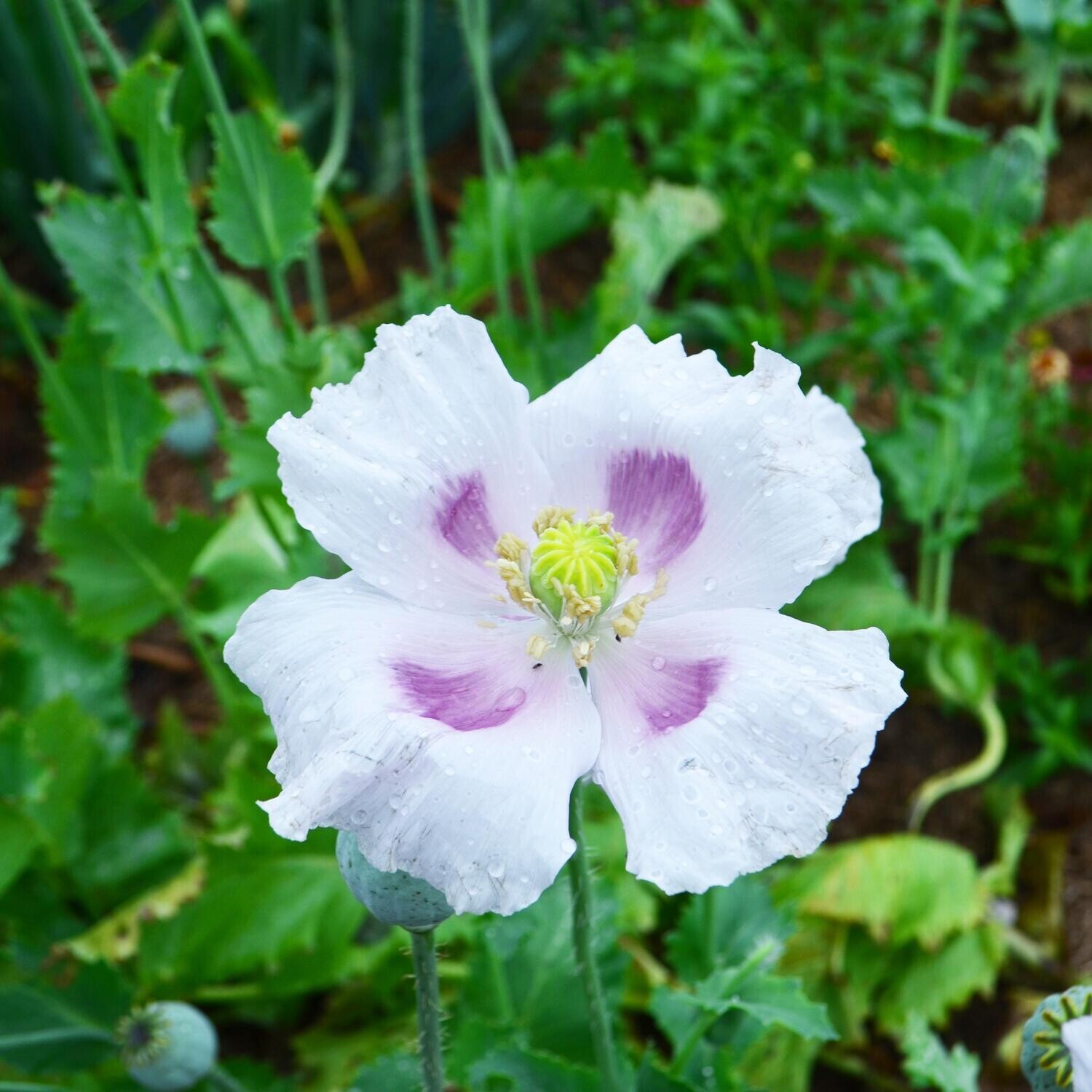 Elka White Poppy Flower - Wayland Farms - Wayland Chiles