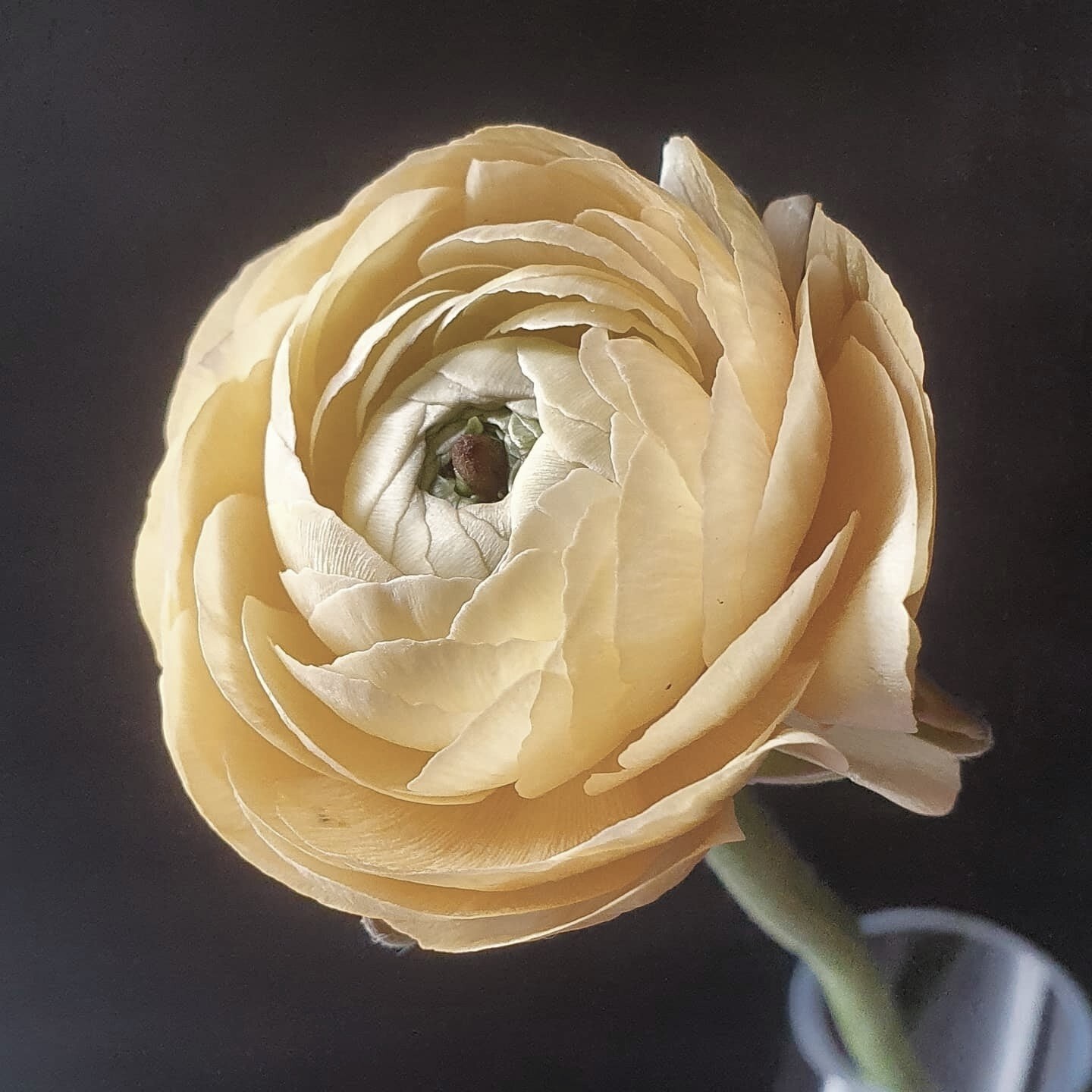 White Ranunculus Claws