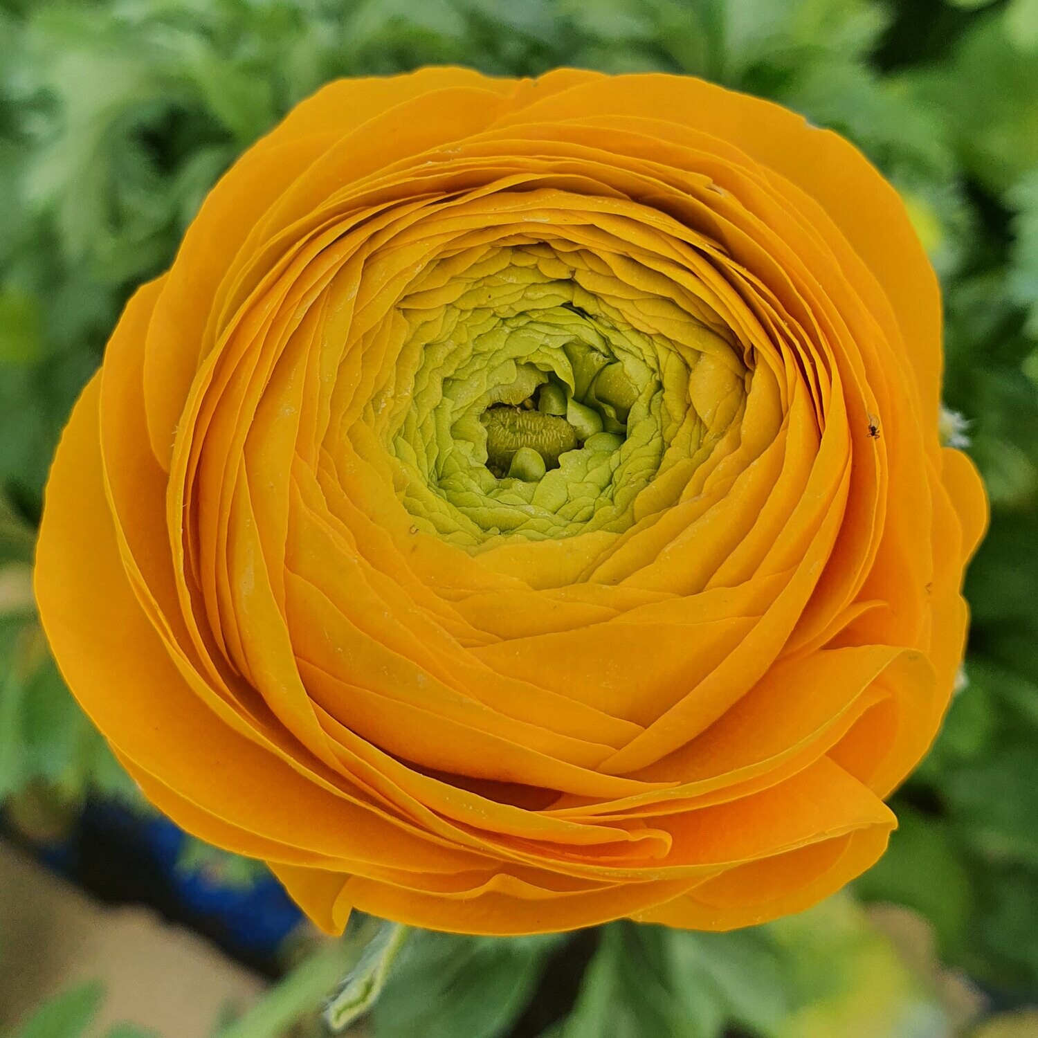 Mustard Ranunculus Claws