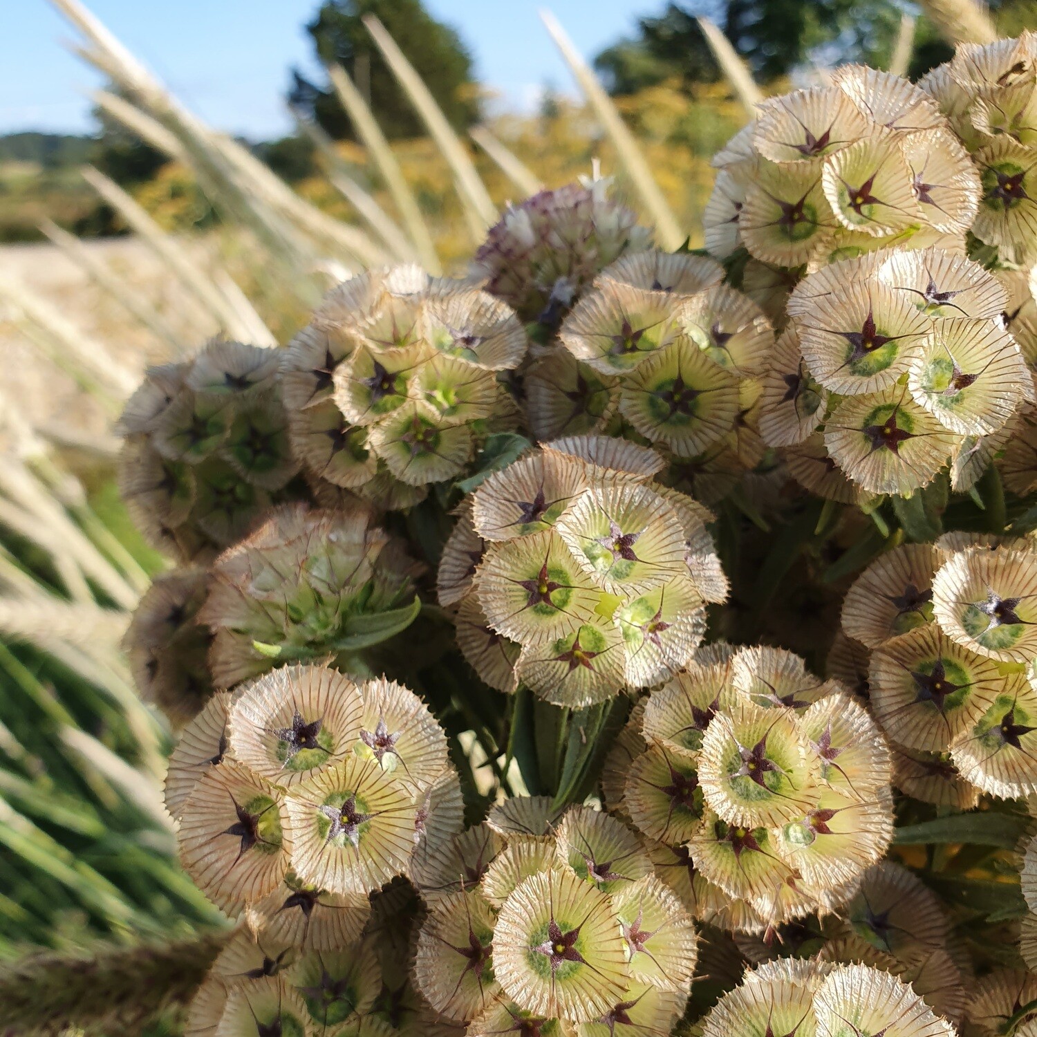 Scabious stellata Seeds