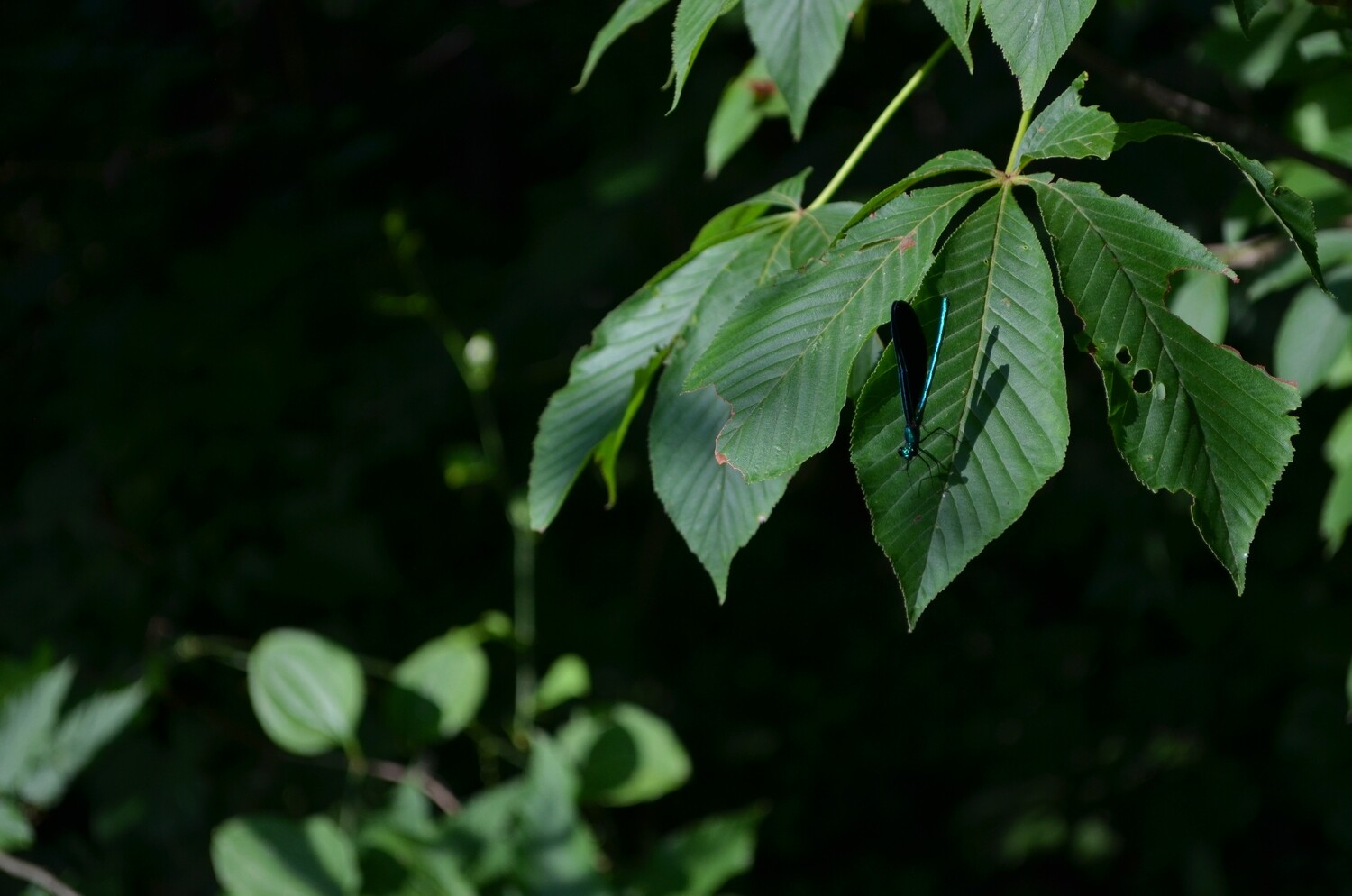 Nature Photography Walk: October 28, Saturday, 10:00-11:00 a.m ...