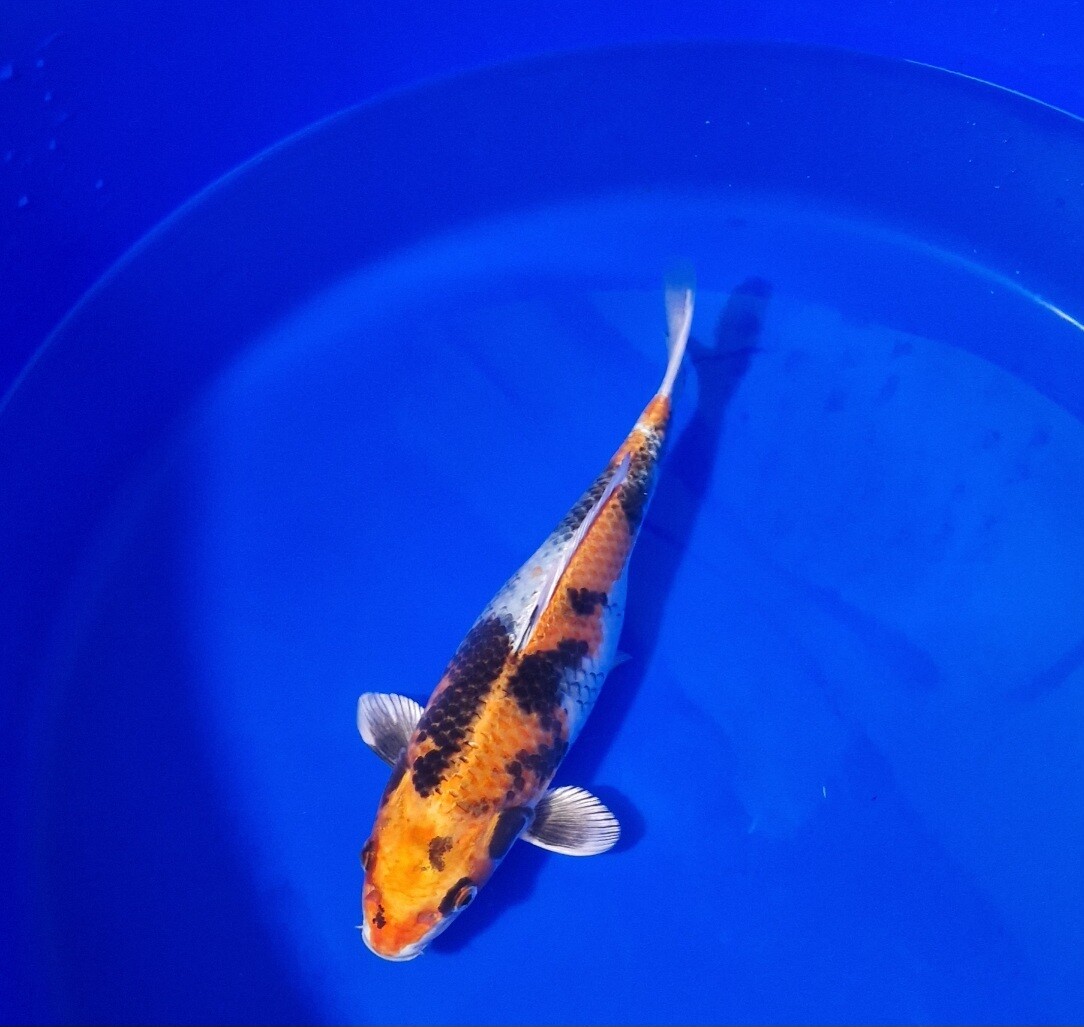 Kin Showa Narita (23021)