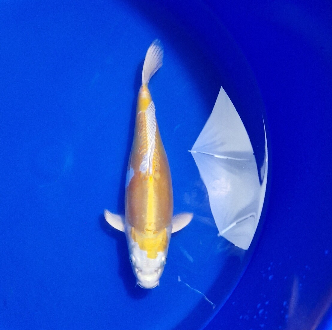 Doitsu Yellow Hariwake Aoki (23026)